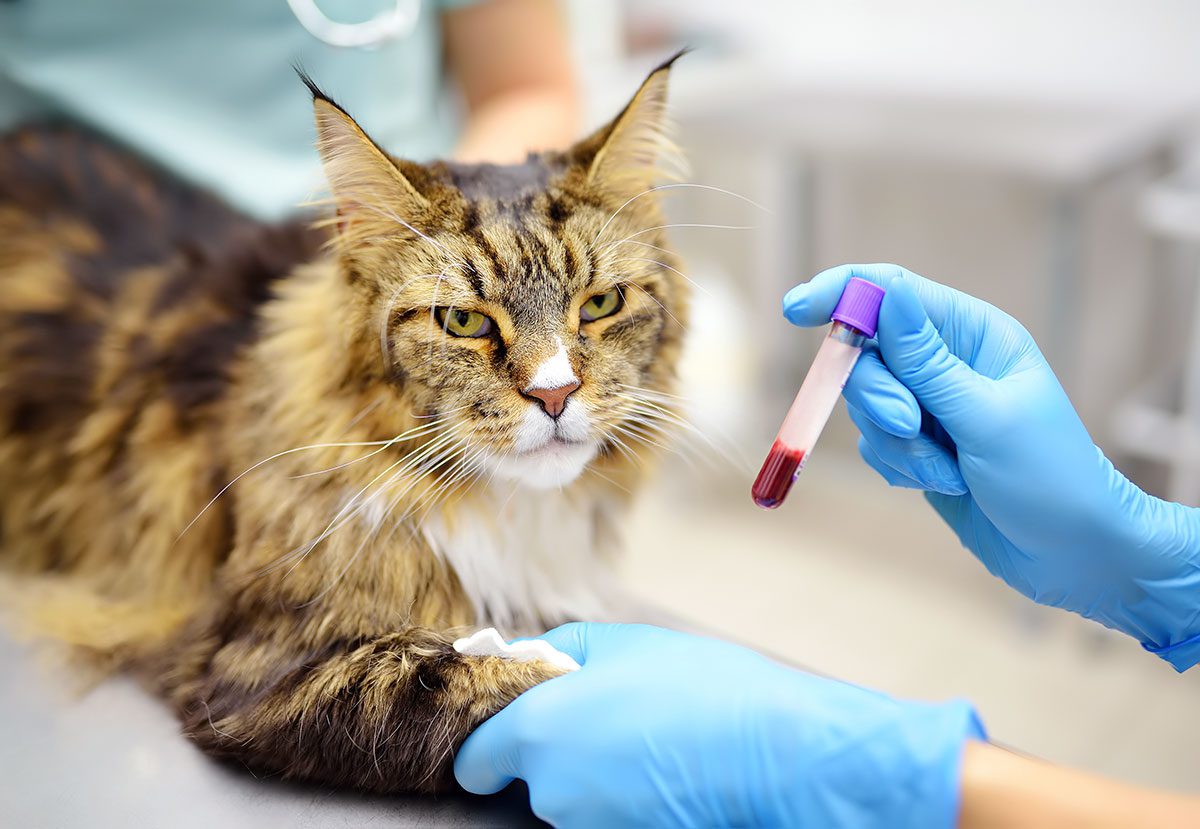 Cat & Dog X-Ray in Spartanburg, SC | Pet's Favorite Vet